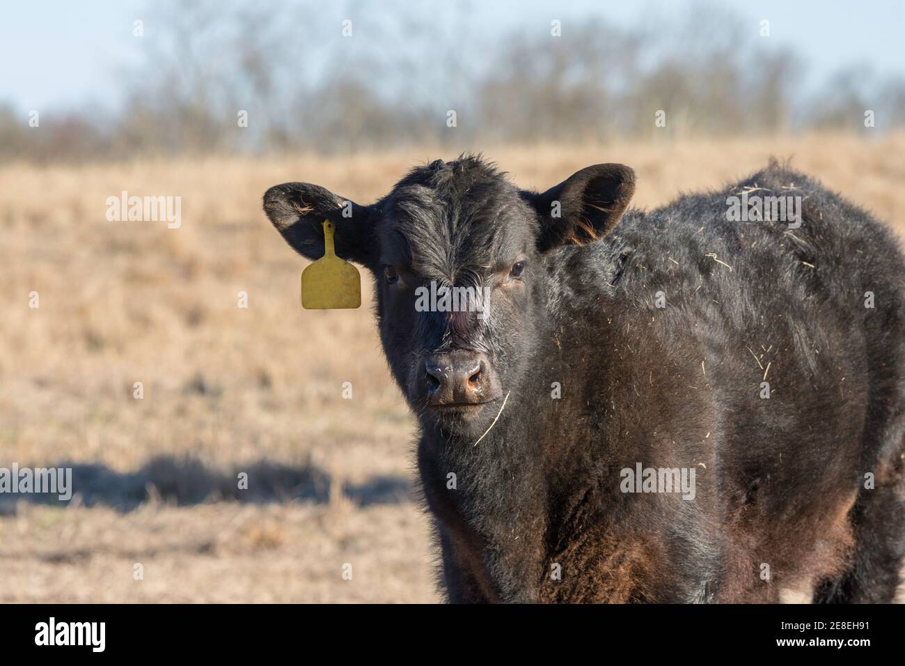 Black Angus with yellow ear tag in dormant bermuda grass field in ...