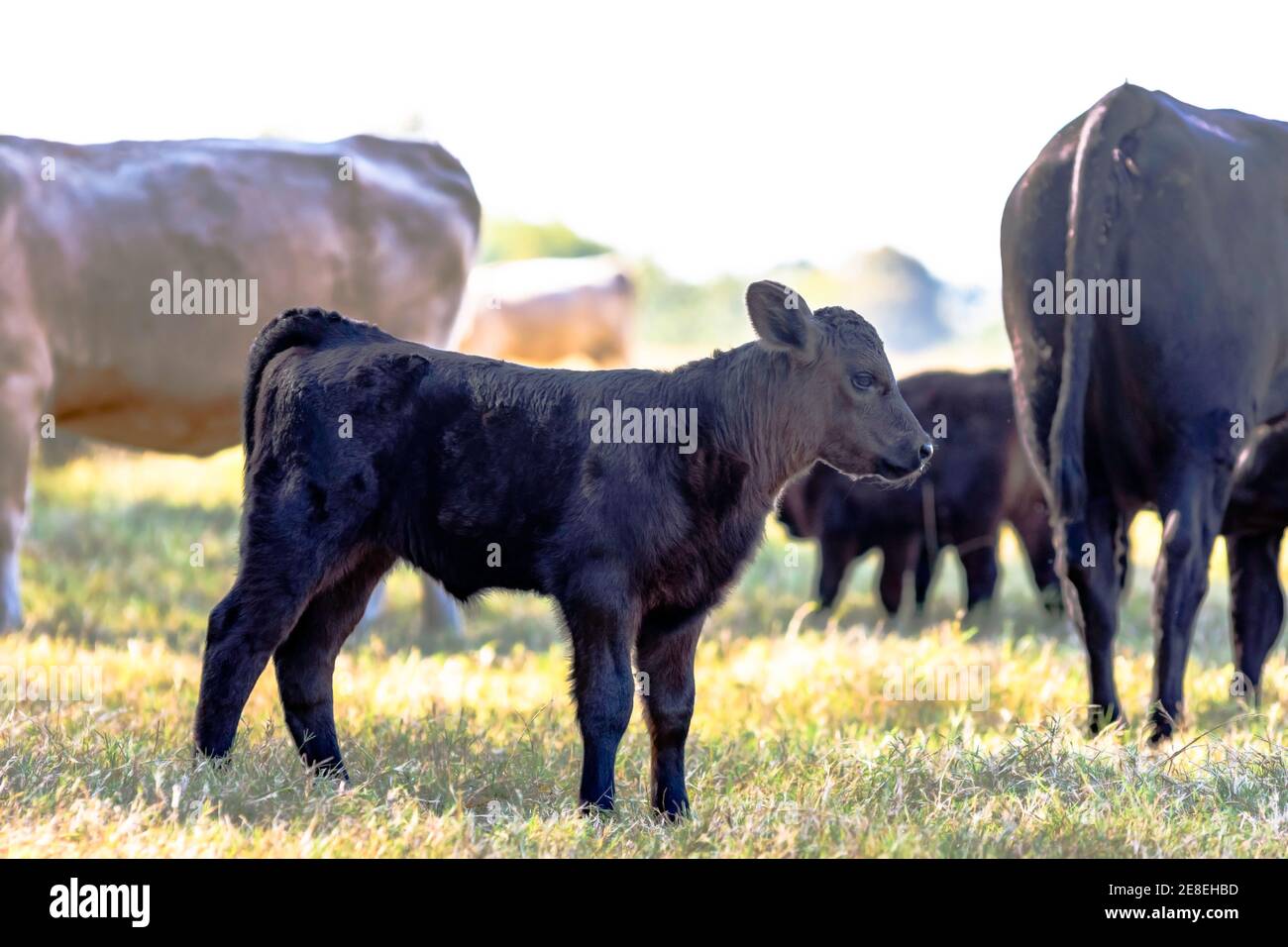 Angus crossbred bull hi-res stock photography and images - Alamy