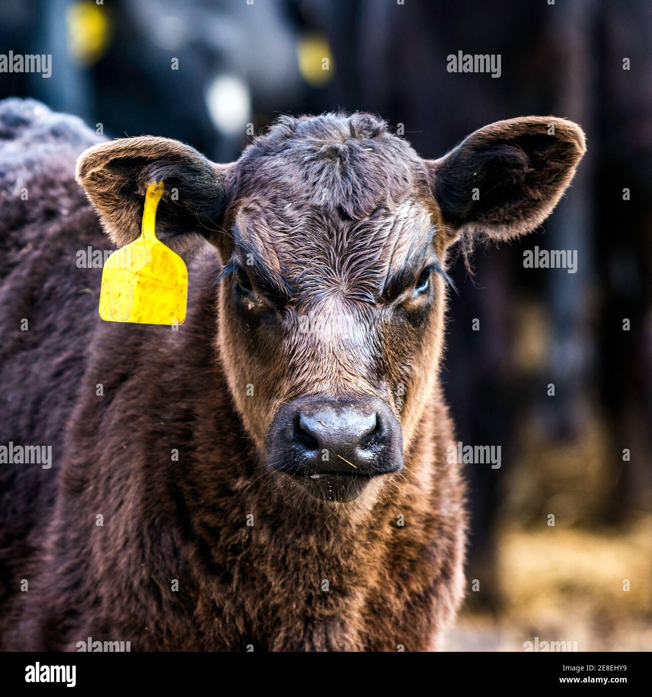 Mixed beef cattle black angus hi-res stock photography and images - Alamy