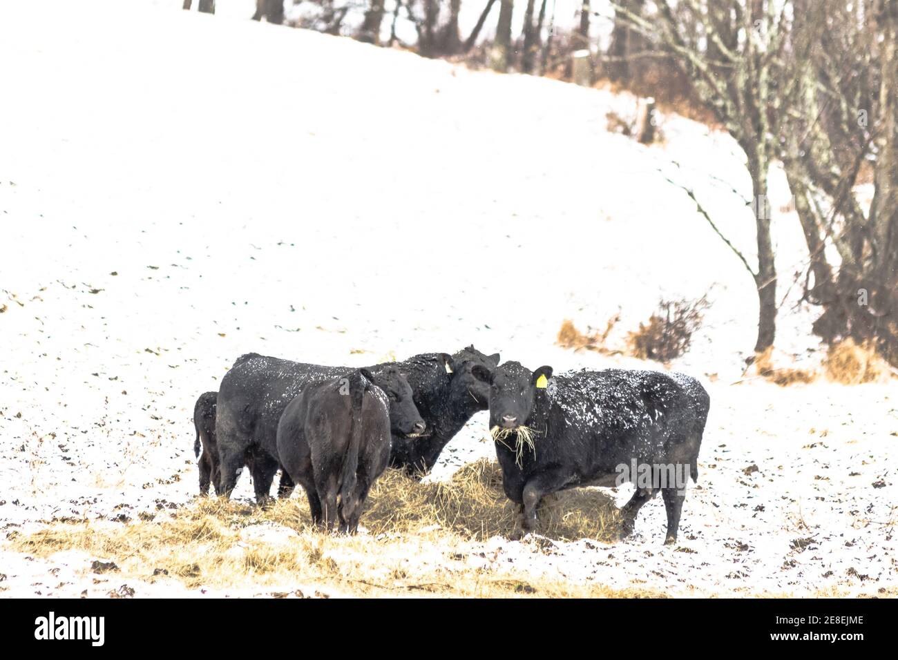 Cattle eating hay in the snow hi-res stock photography and images - Alamy