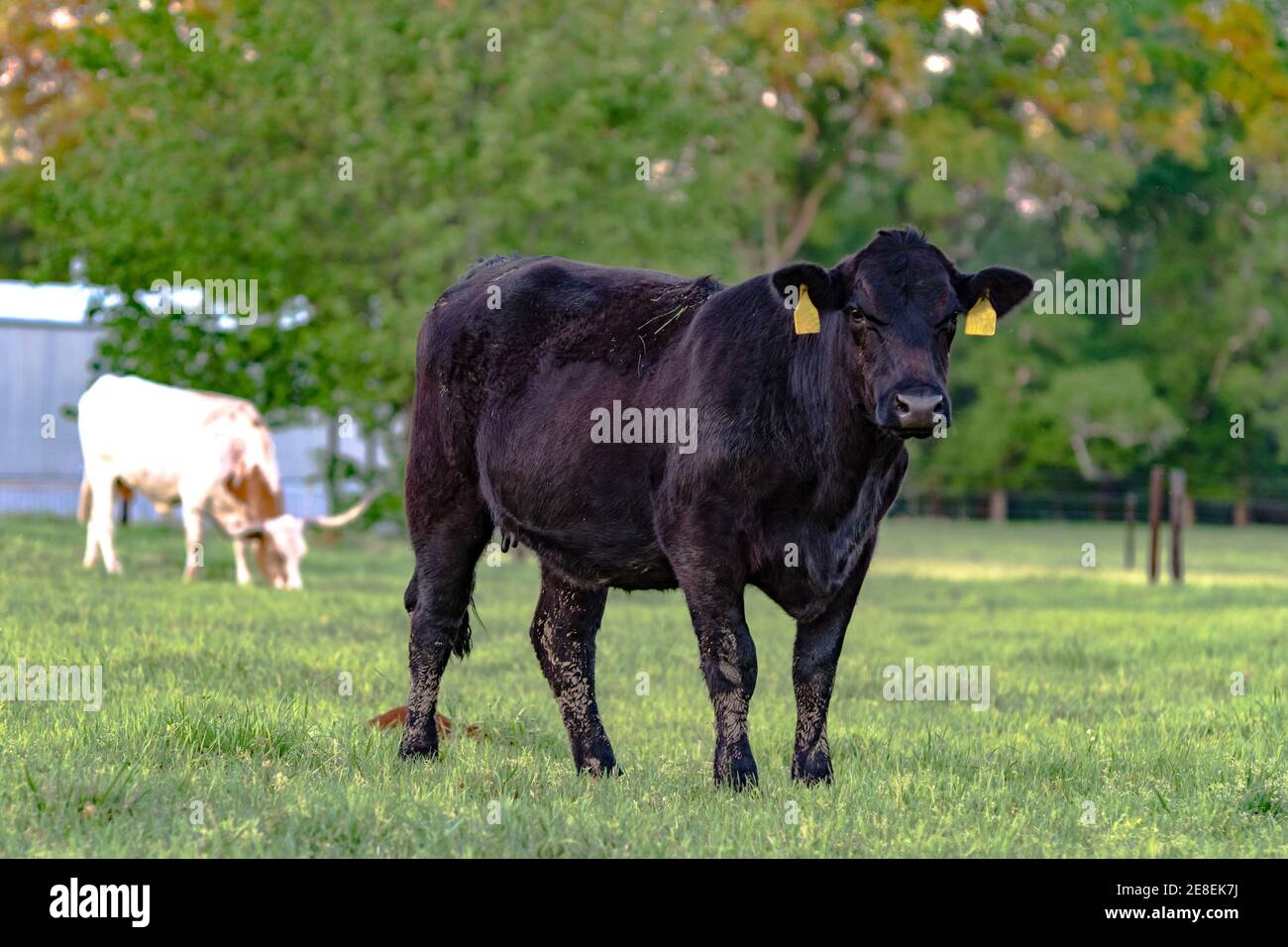 Black Angus cow standing in a green spring pasture with a longhorn cow ...