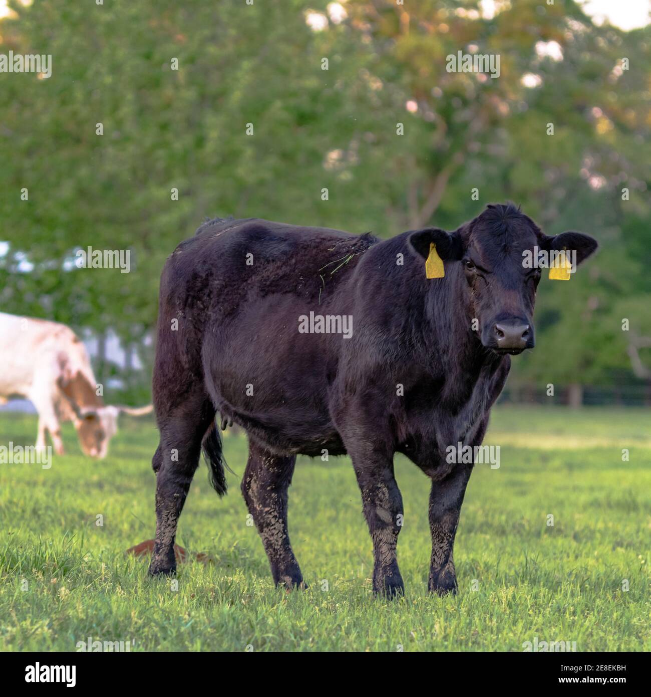 Black Angus cow standing in a green pasture with longhorn cow in the ...
