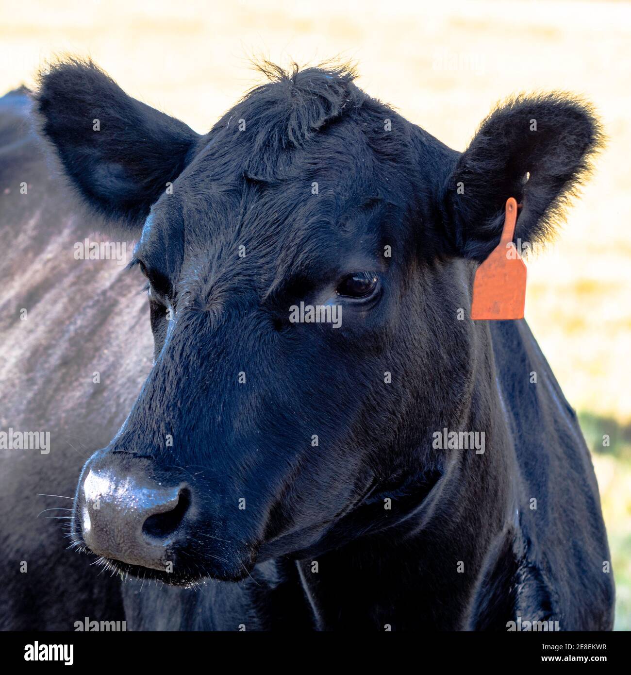 Angus head hi-res stock photography and images - Alamy