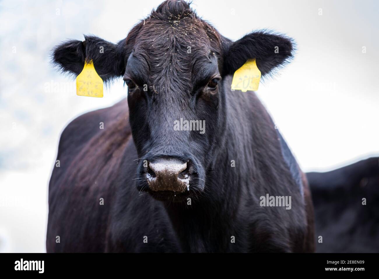 Black Angus cow looking forward Stock Photo - Alamy