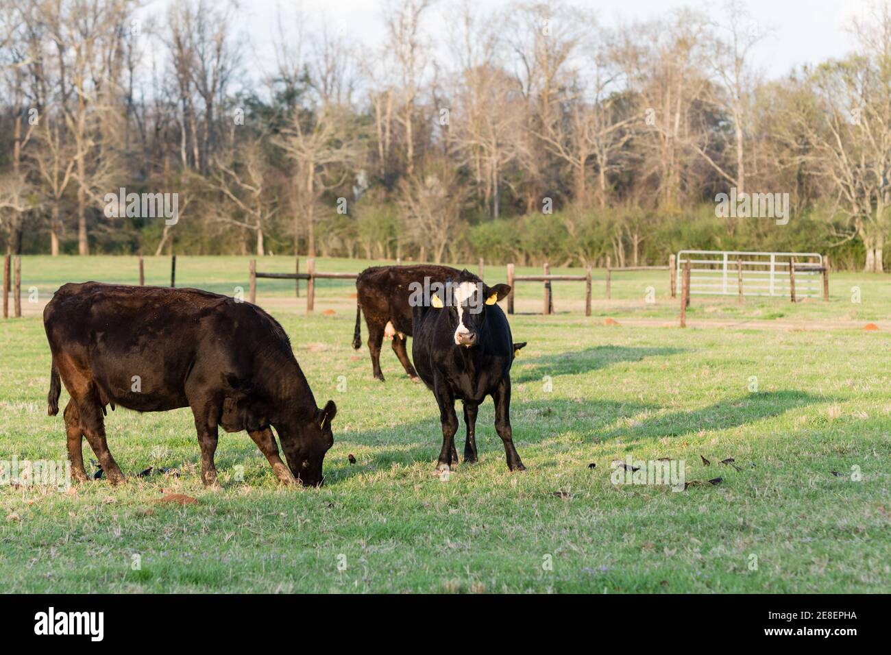 Livestock crossbred beef cow on hi-res stock photography and images - Alamy