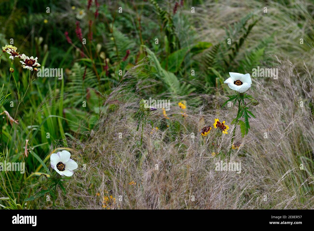 Hibiscus trionum,flower-of-an-hour,bladder hibiscus,bladder ketmia ...