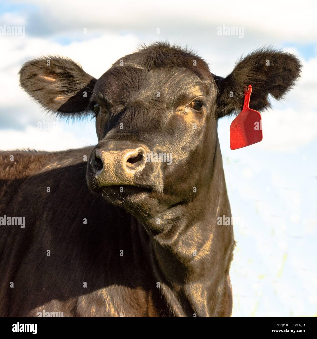 Black Angus heifer face with orange eartag against a blue sky and ...