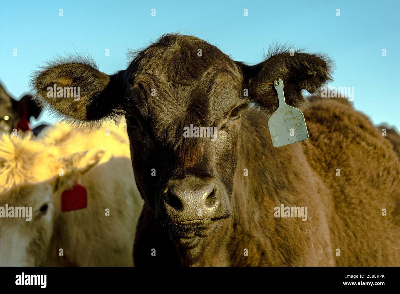 Black Angus heifer face with other heifers in background Stock Photo ...