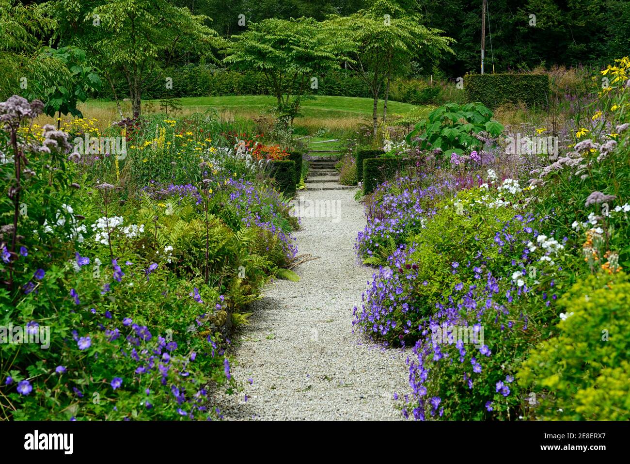 June Blakes Garden,geranium rozanne lined path,Aralia echinocaulis ...