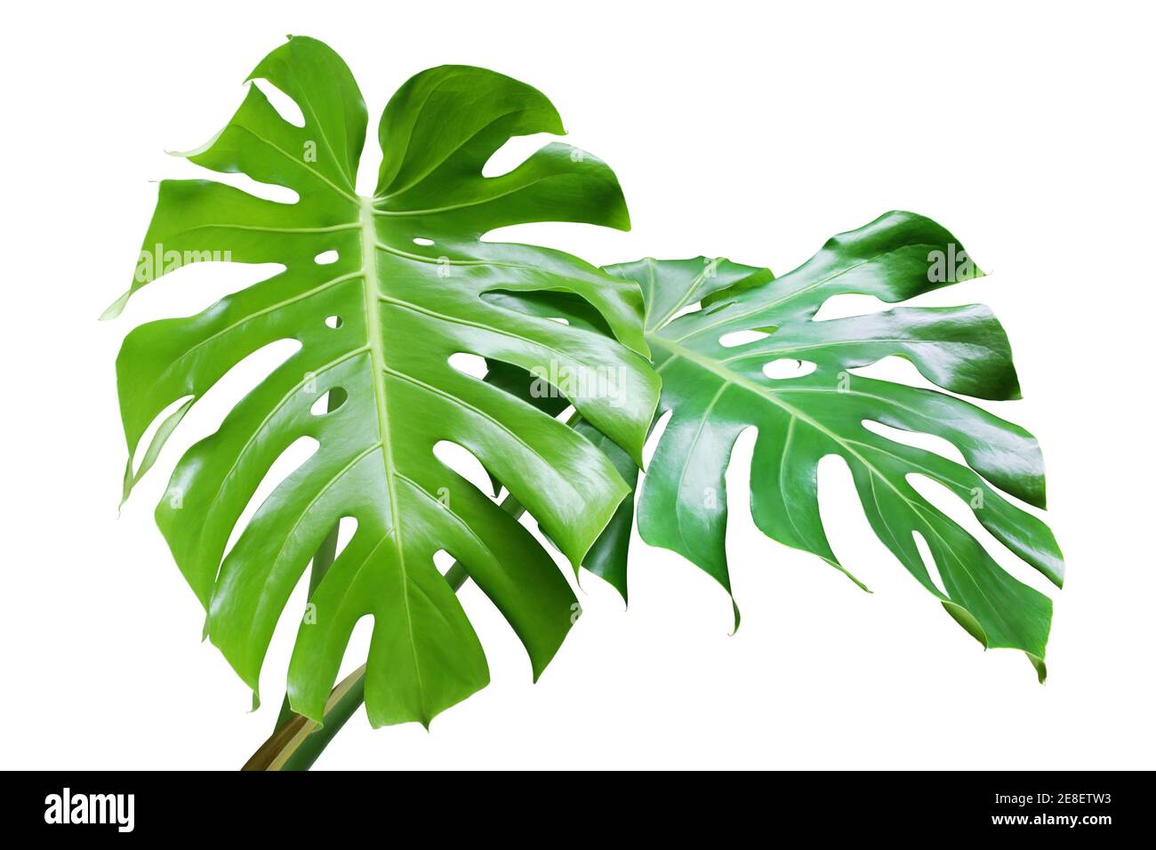 Fresh Green Leaves of Monstera Plant Isolated on White Background with ...