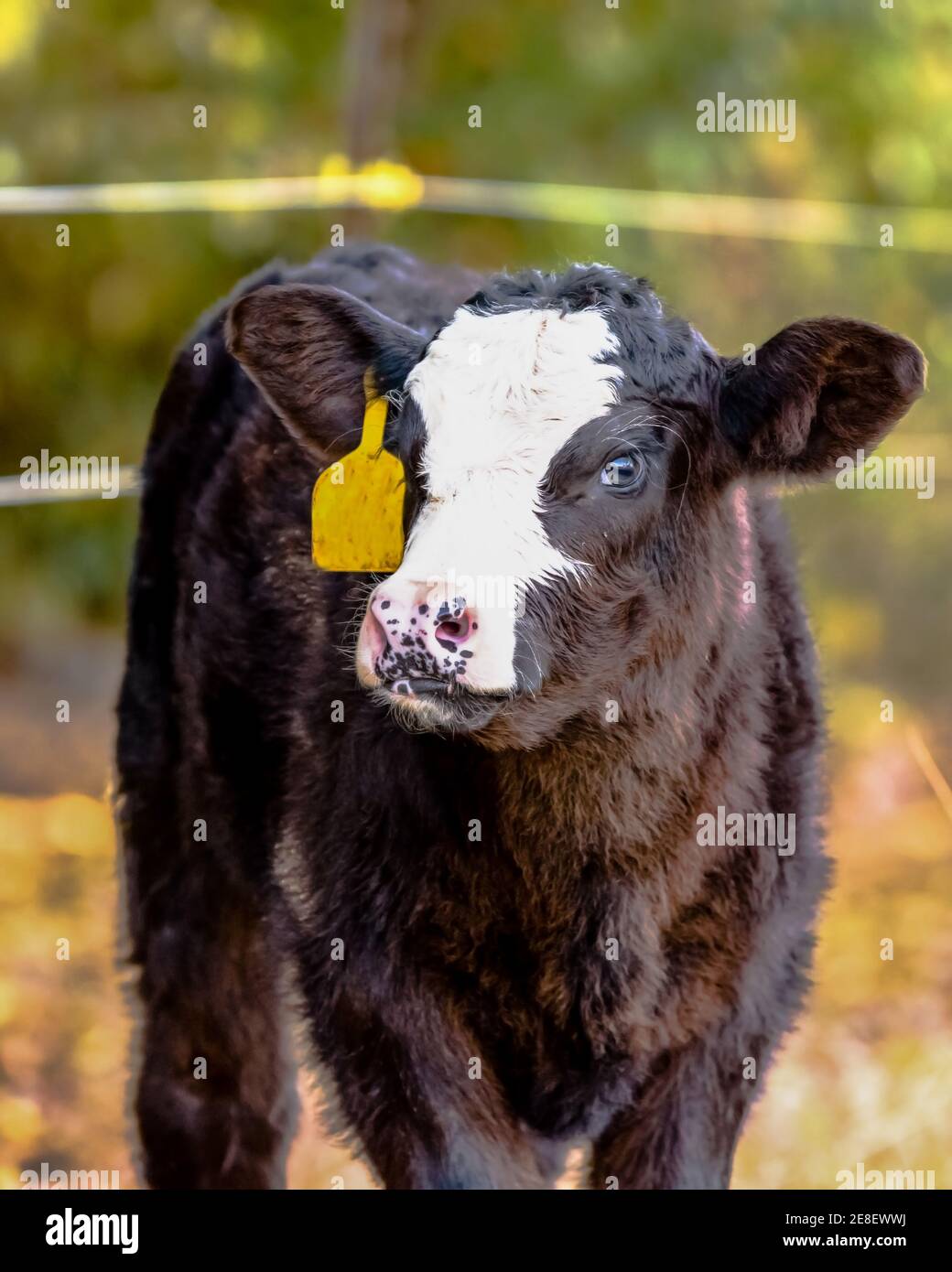 Black baldy Angus crossbred calf with yellow ear tag - vertical format ...