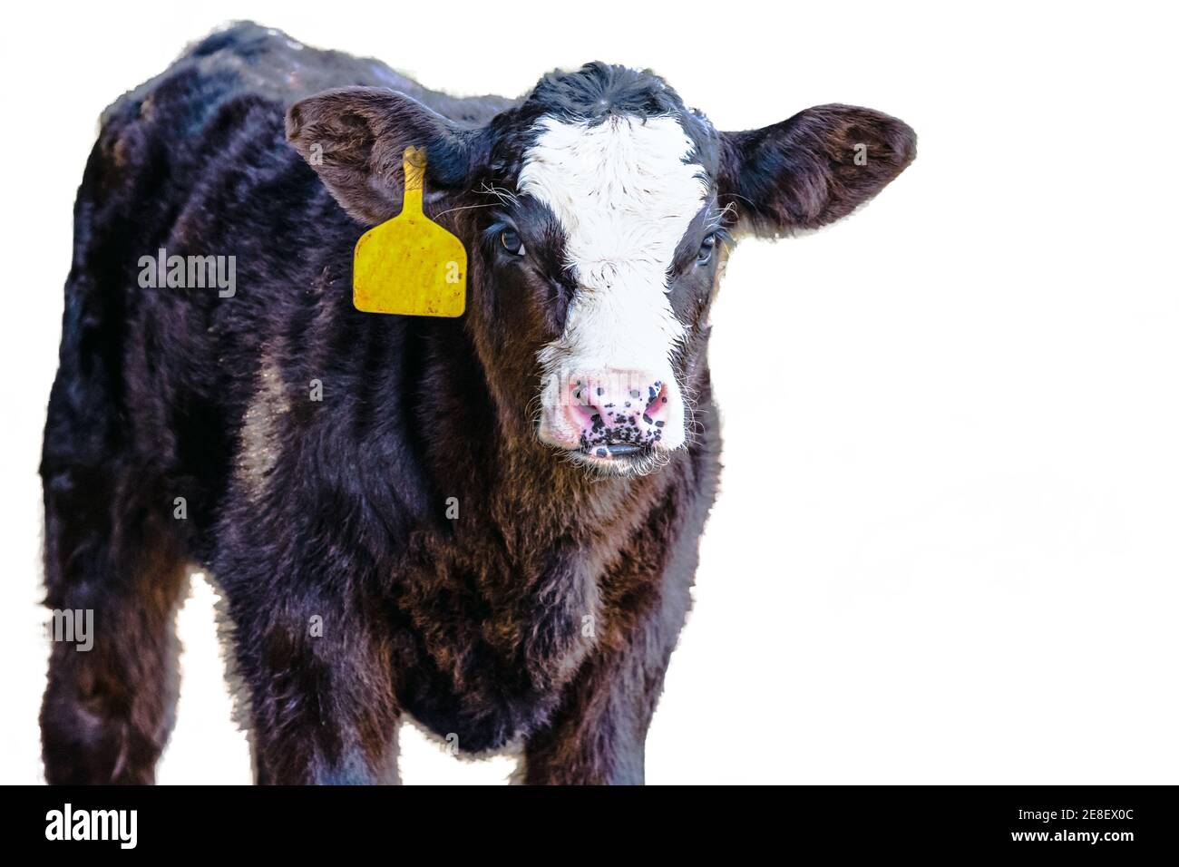 Black-baldy Angus crossbred calf with a yellow ear tag -isolated and ...