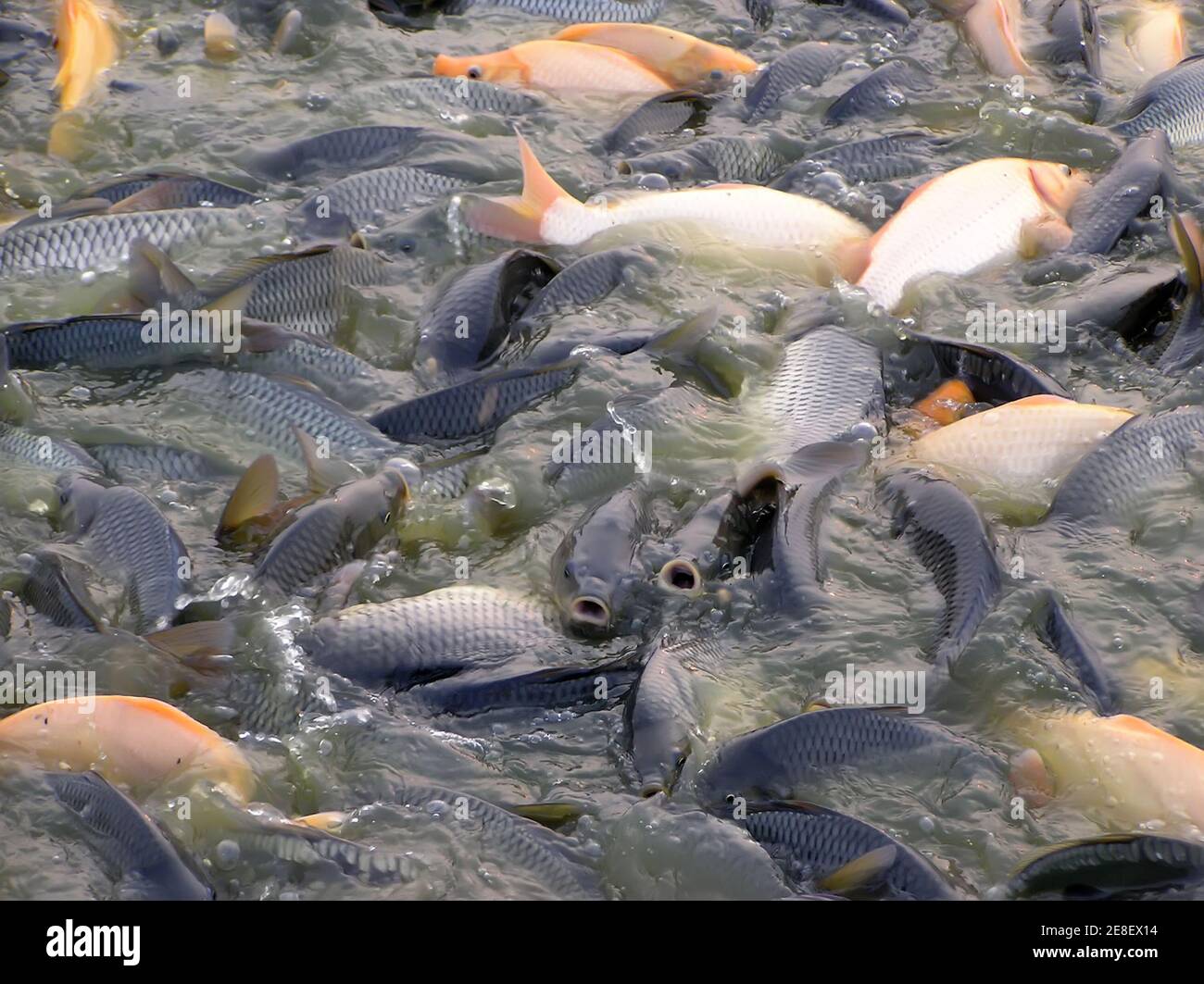 fish eating on the surface of water Stock Photo - Alamy