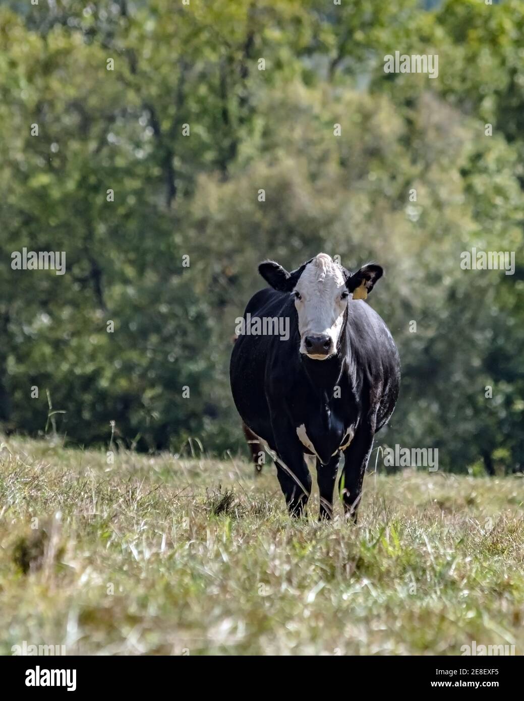 Black baldy cow hi-res stock photography and images - Alamy