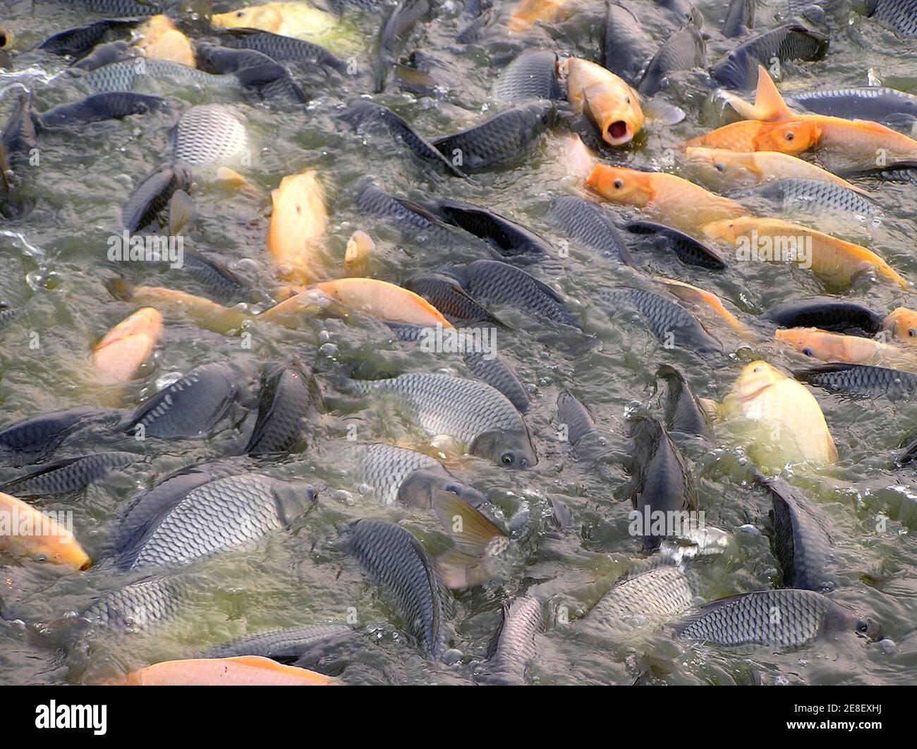 fish eating on the surface of water Stock Photo - Alamy