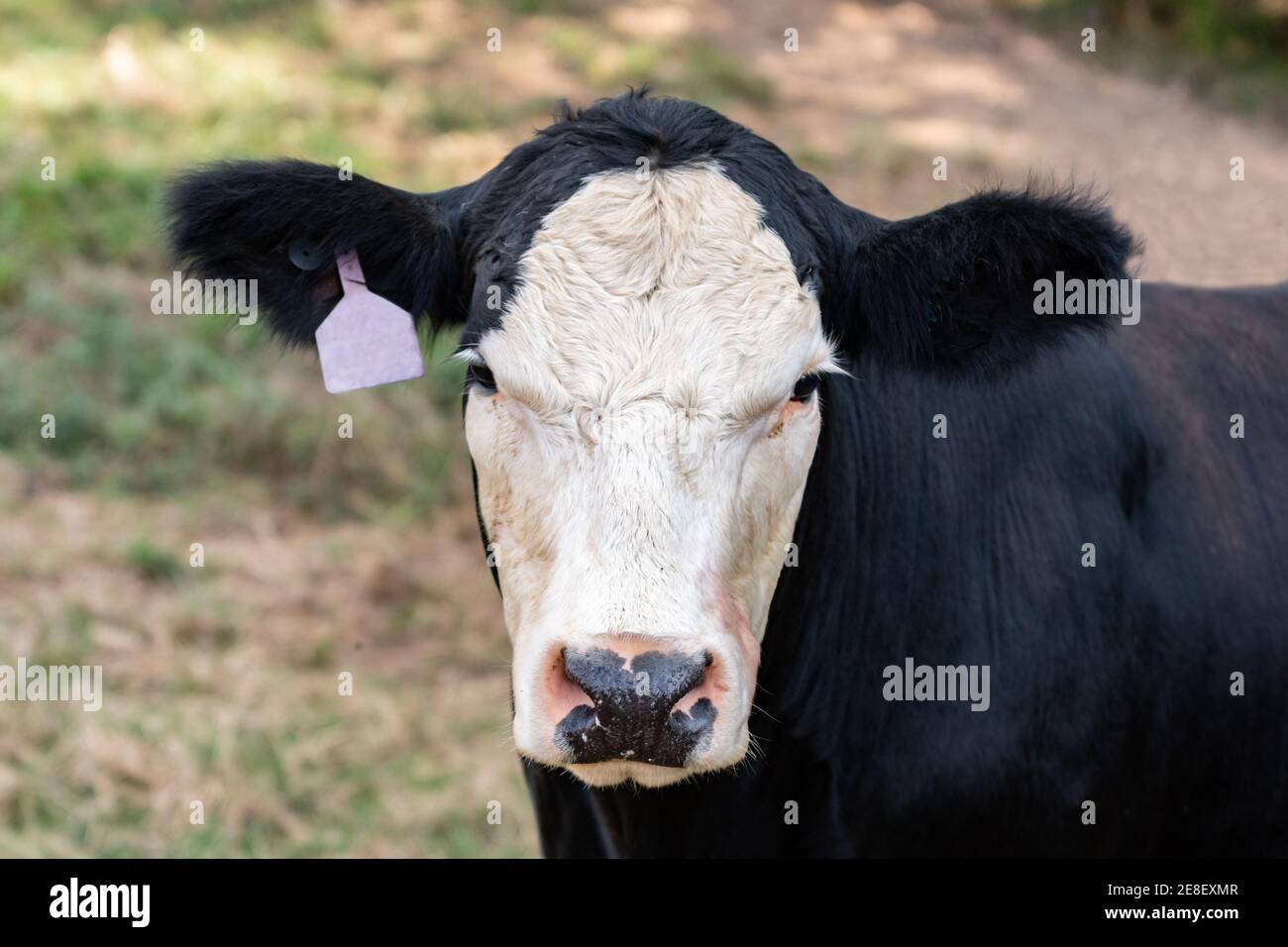 Black with white faced cow head and shoulders view looking at the ...