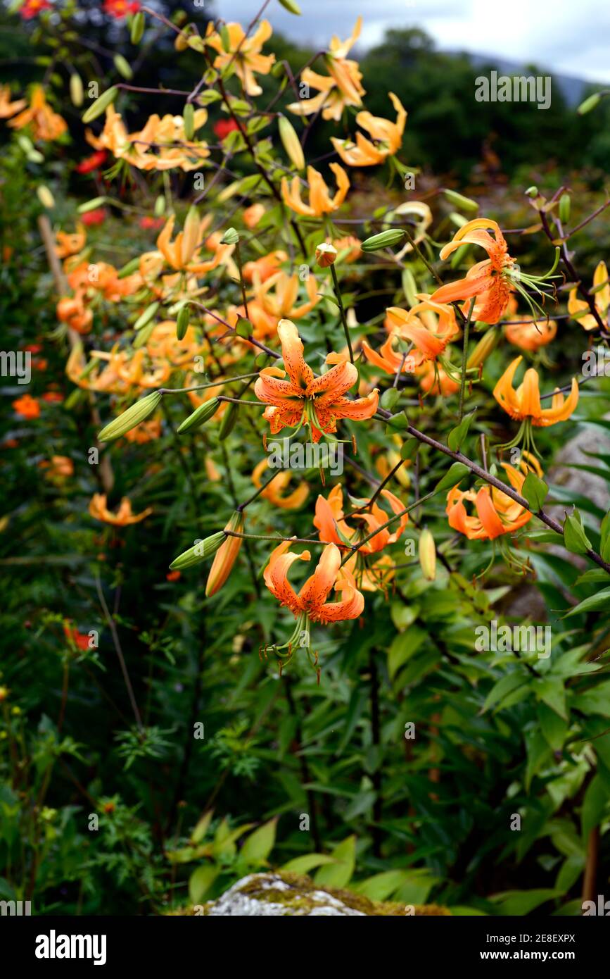 lilium henryi,lily,lilies,orange,flowers,speckled,markings,plant ...