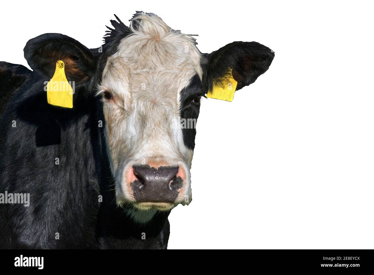 Isolated head of a black cow with a white face Stock Photo - Alamy