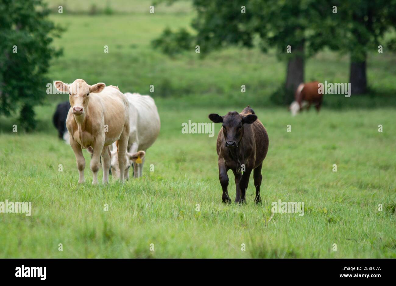 Livestock crossbred beef cattle hi-res stock photography and images - Alamy