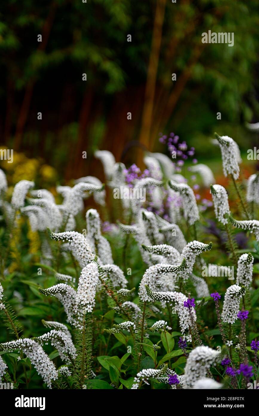 Lysimachia clethroides,Gooseneck loosestrife, white, flower, flowers ...