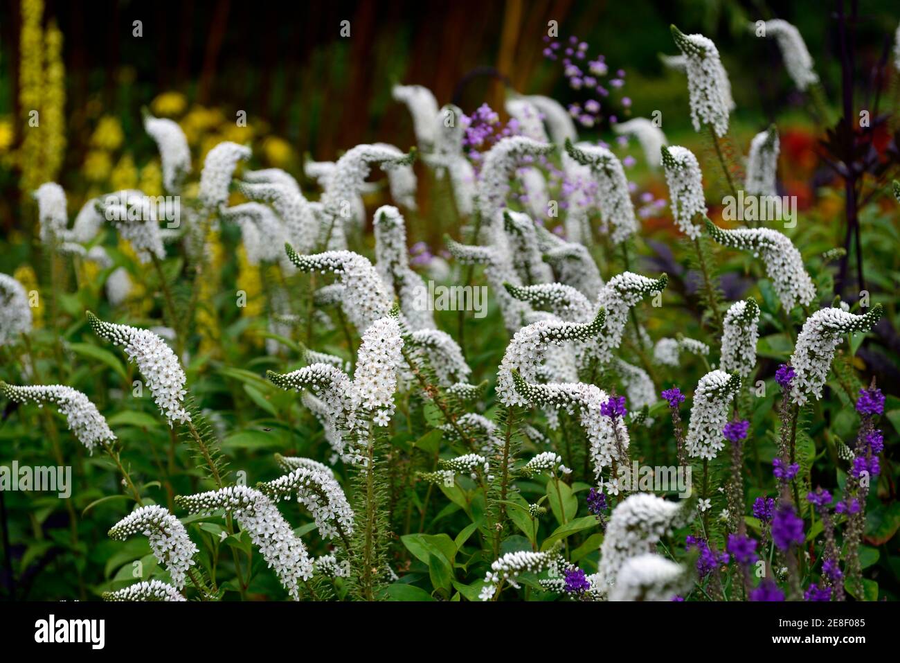 Lysimachia clethroides,Gooseneck loosestrife, white, flower, flowers ...