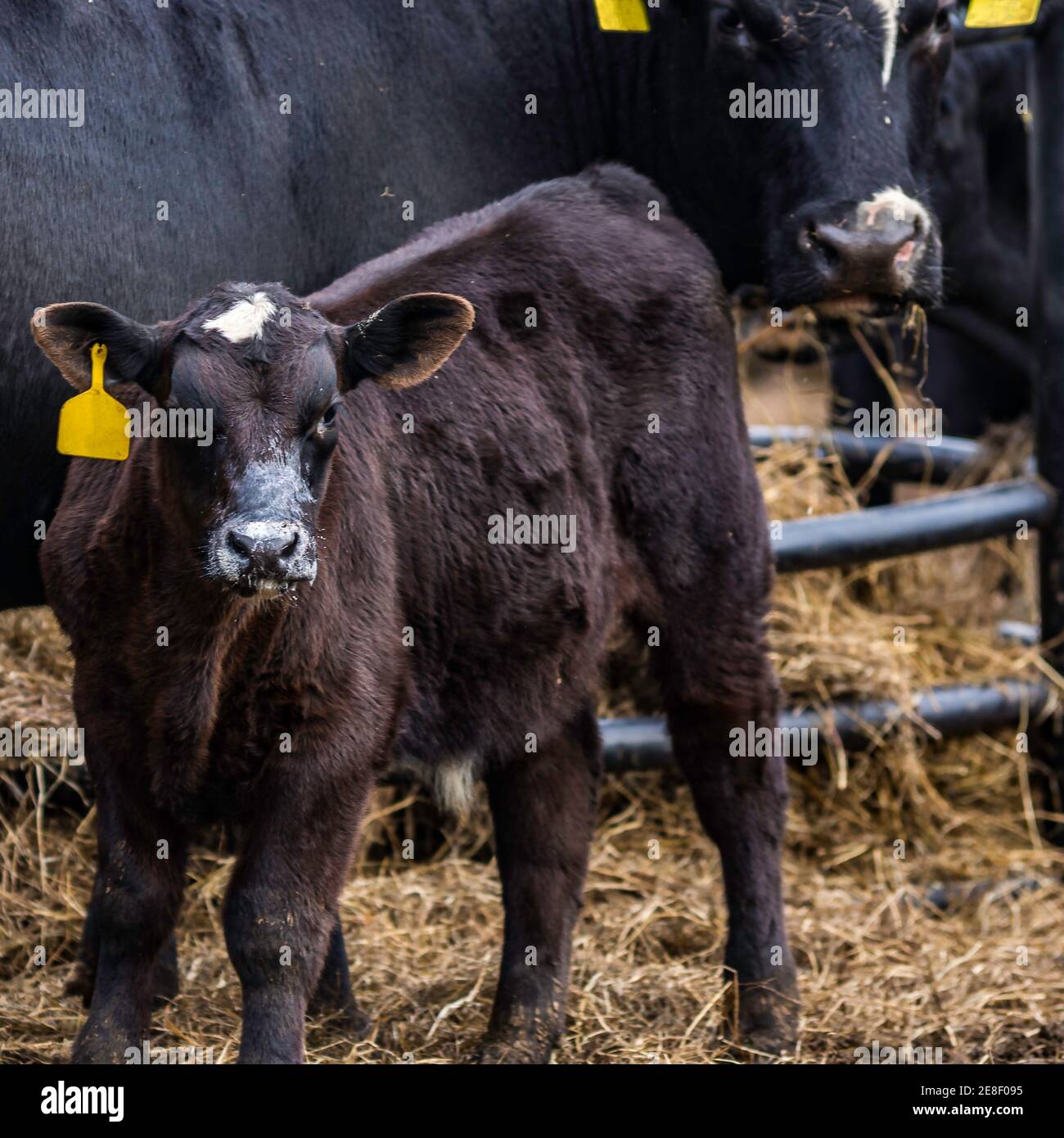 Angus crossbred cattle on pasture hi-res stock photography and images ...