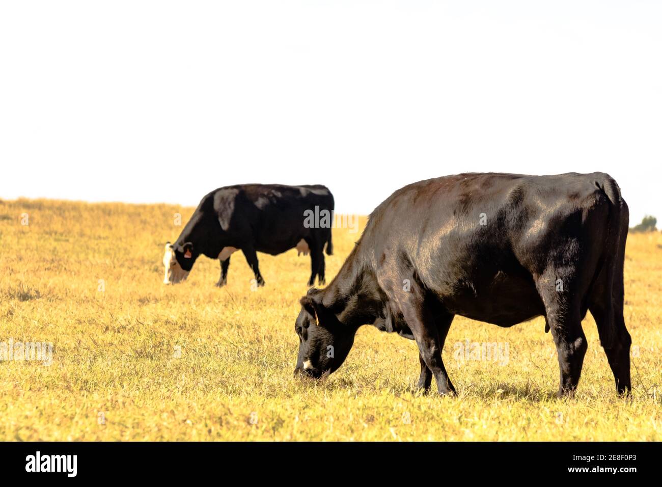 Black Angus crossbred cattle grazing in flat pasture Stock Photo - Alamy