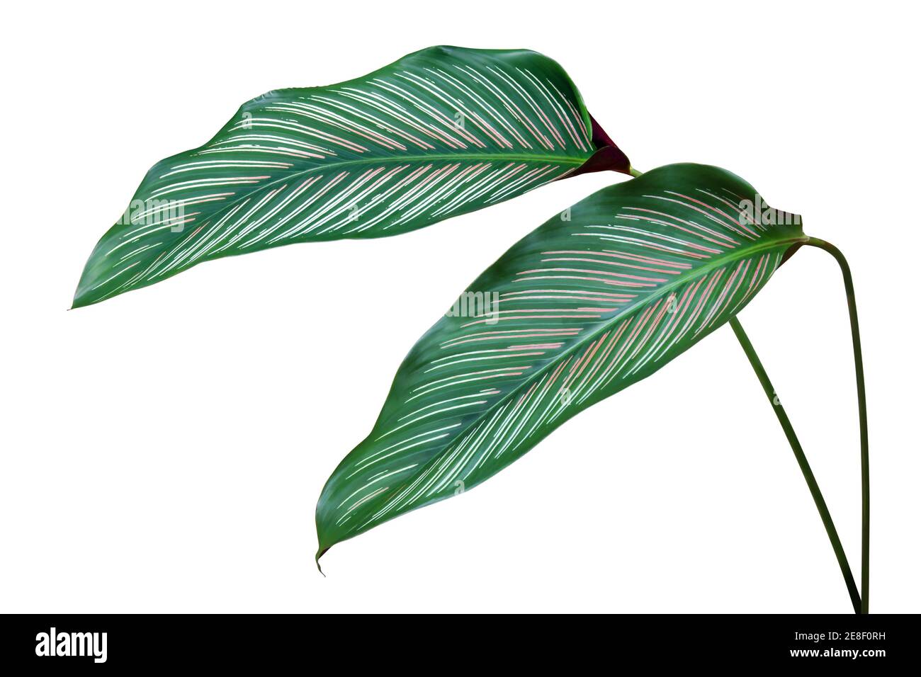 Decorative Tropical Foliage Leaves of Calathea Plant Isolated on White ...