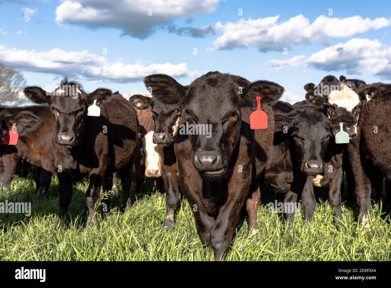Black angus steer hi-res stock photography and images - Alamy
