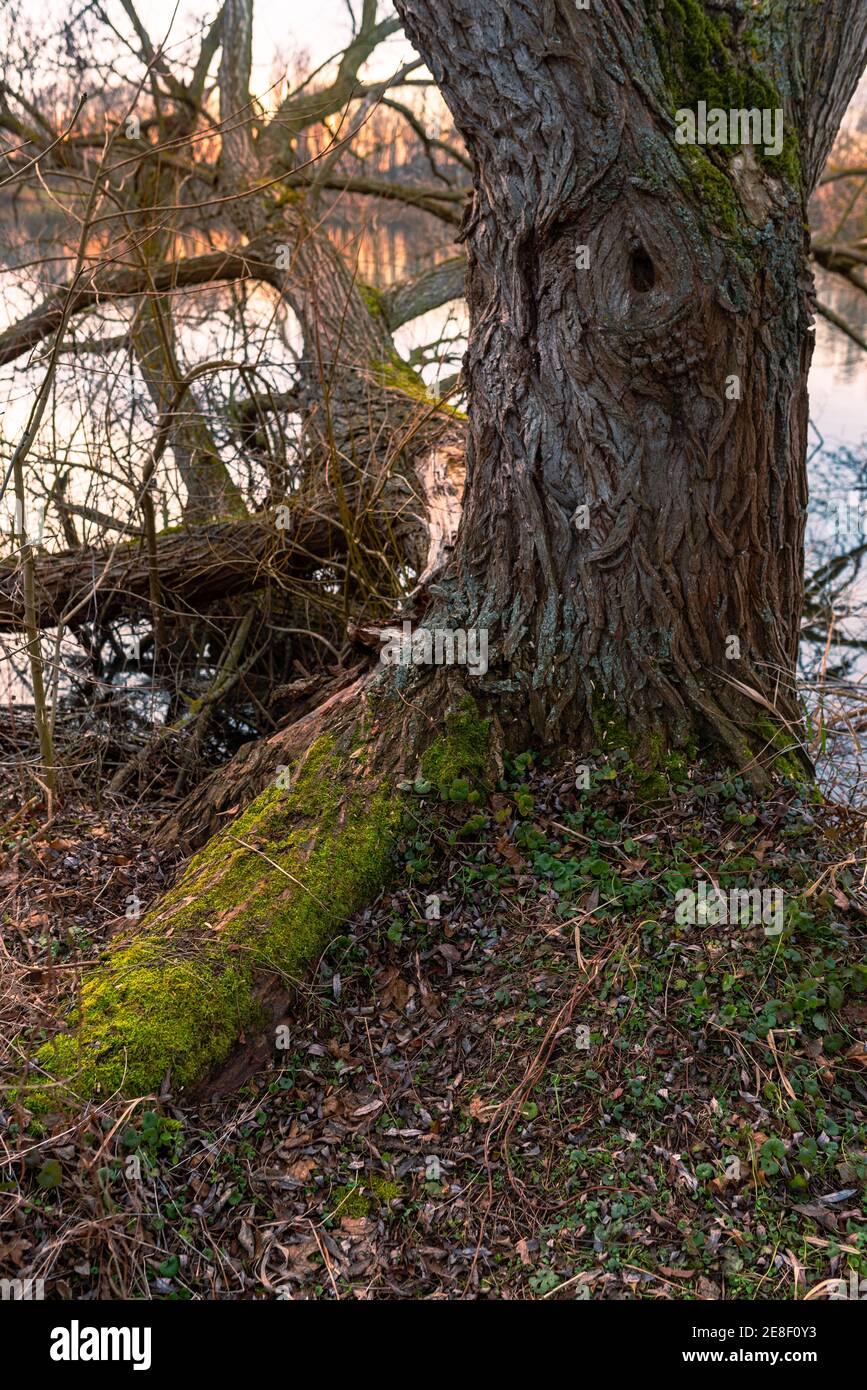 tree overgrown with moss by the lake Stock Photo - Alamy