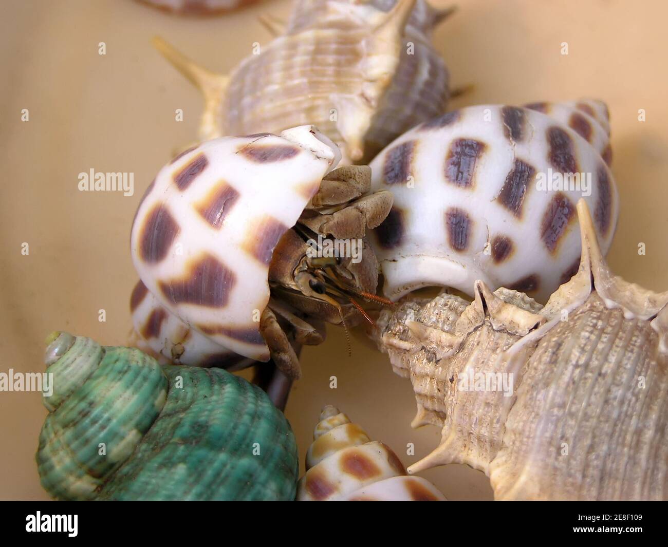 Pet hermit crab shells hi-res stock photography and images - Alamy
