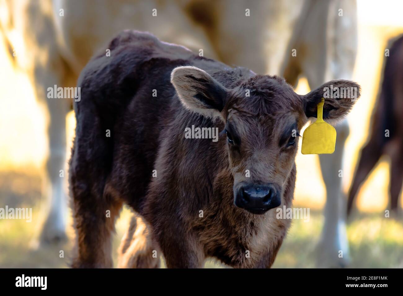 Texas drought ranch hi-res stock photography and images - Alamy
