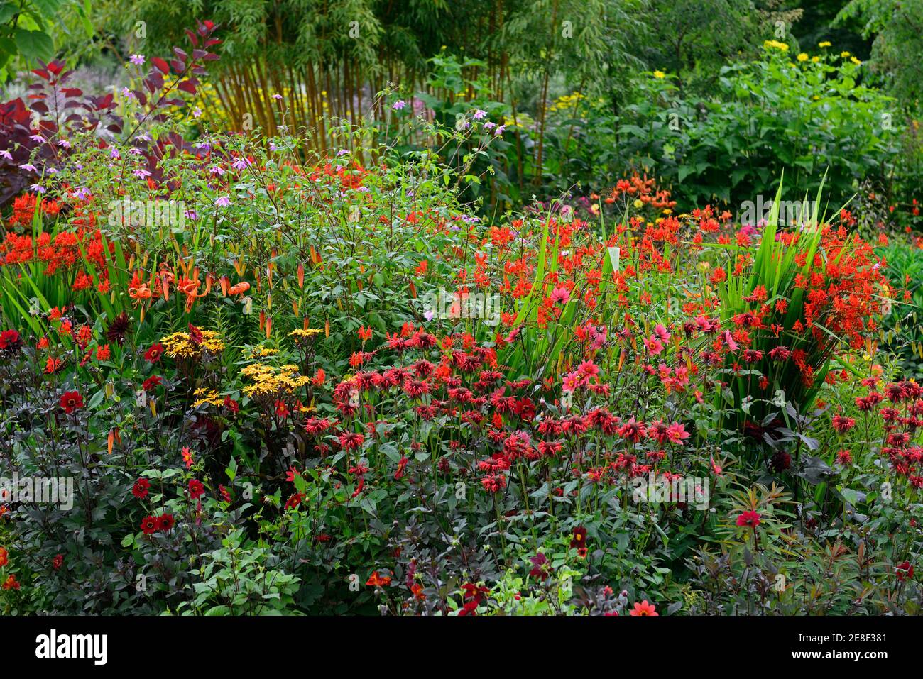 monarda jacob cline,lilium lancifolium tigrinum splendens,crocosmia ...