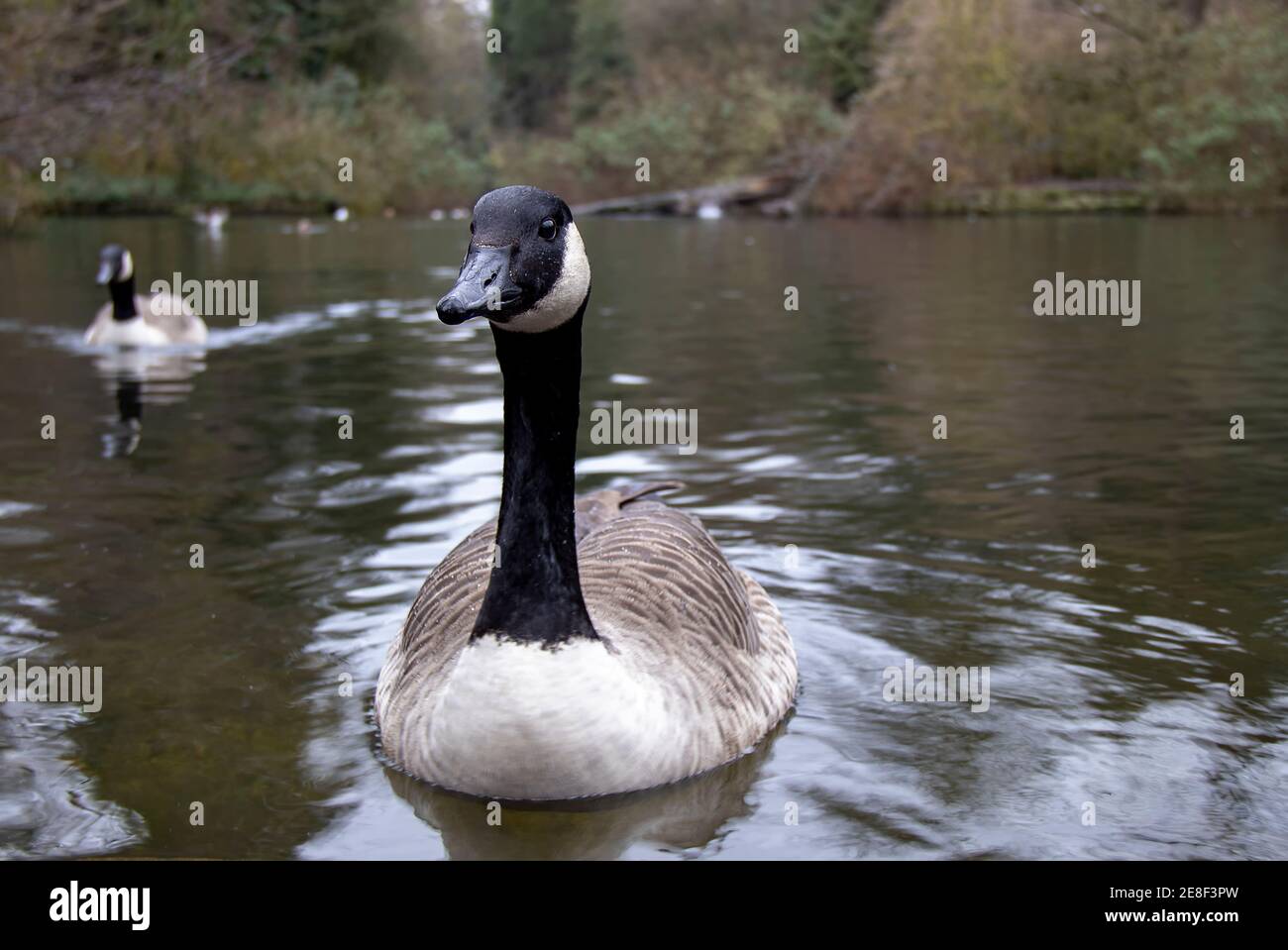 An adult Canada Goose (Branta canadensis Stock Photo - Alamy