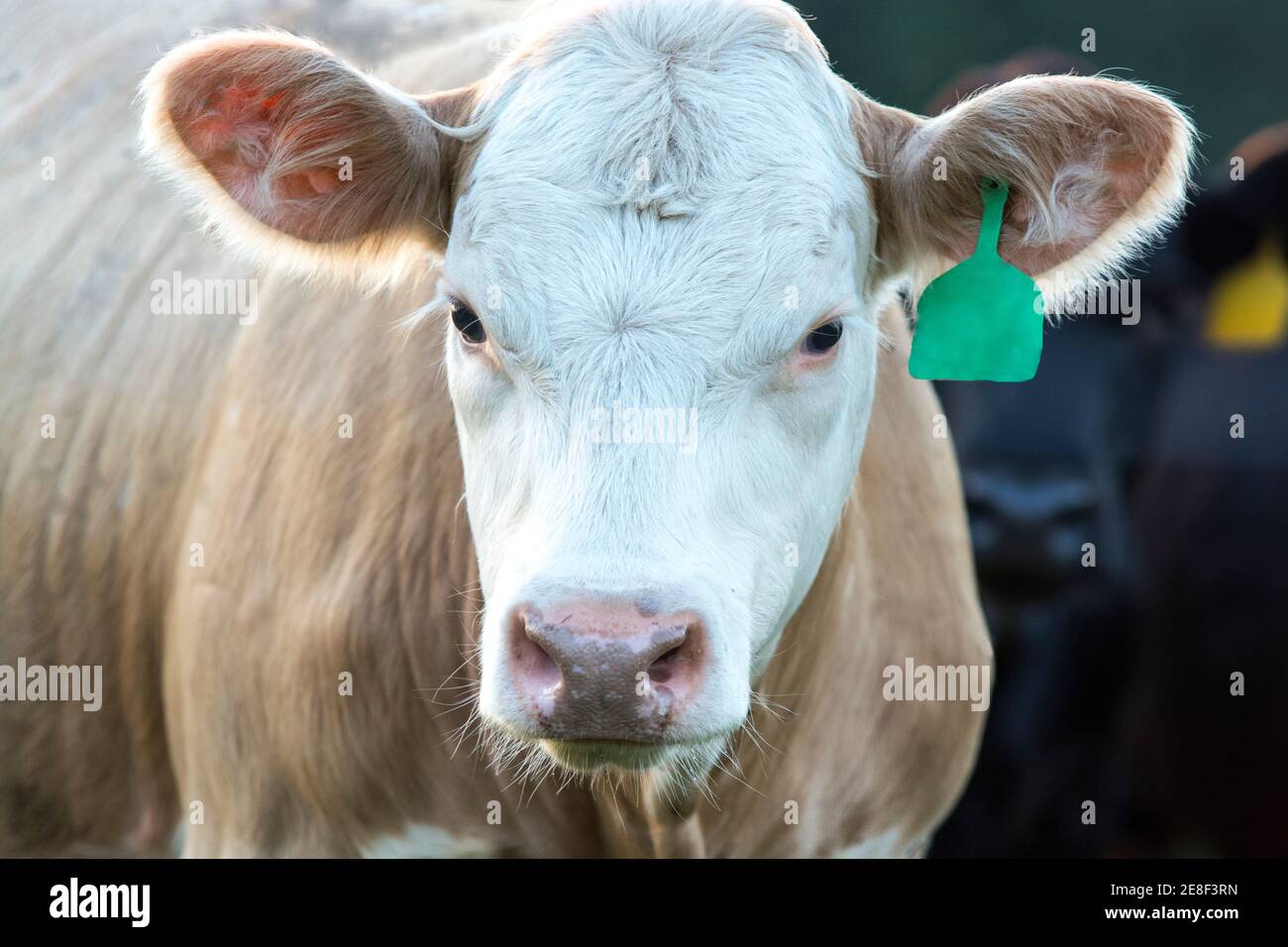 Blond heifer with white face looking at the camera filling up the frame ...