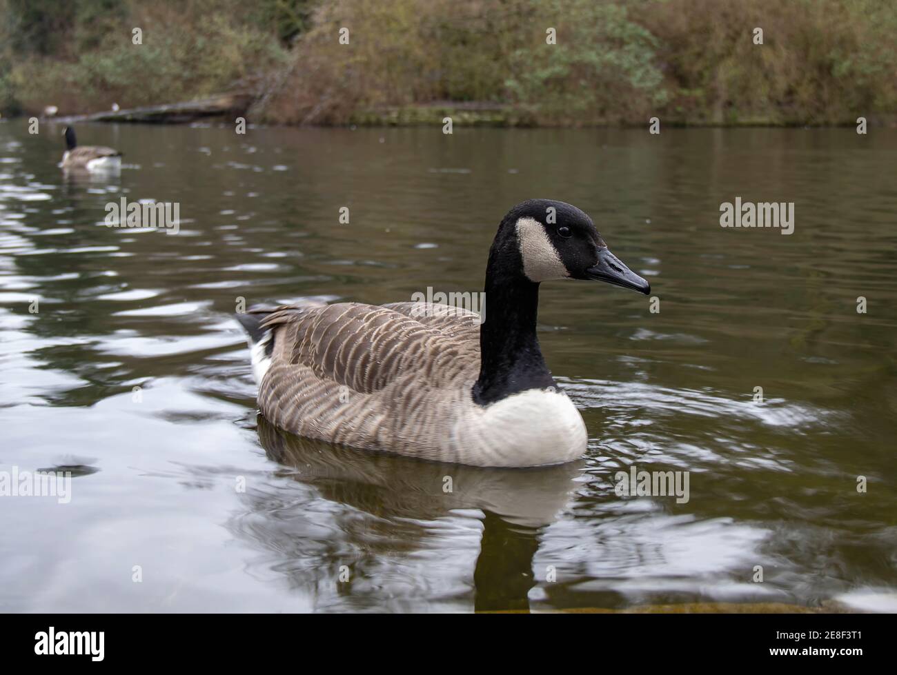 An adult Canada Goose (Branta canadensis Stock Photo - Alamy