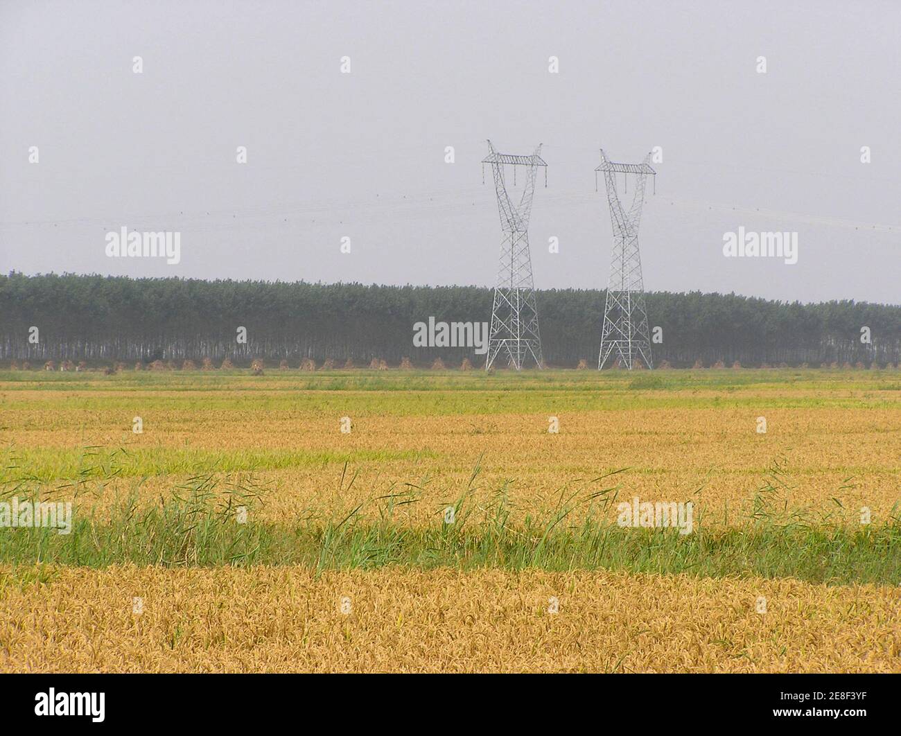 rice scenery in rural north china Stock Photo - Alamy