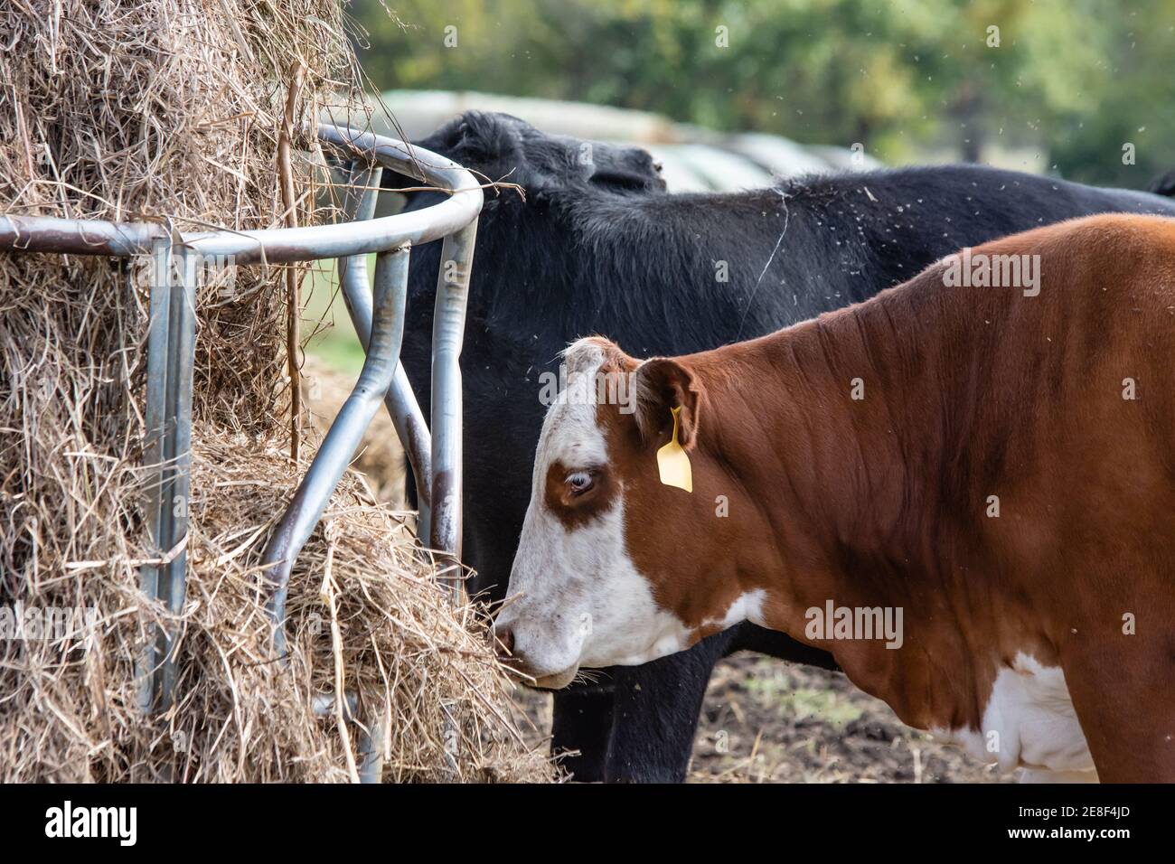 Round bale hay feeder hi-res stock photography and images - Alamy