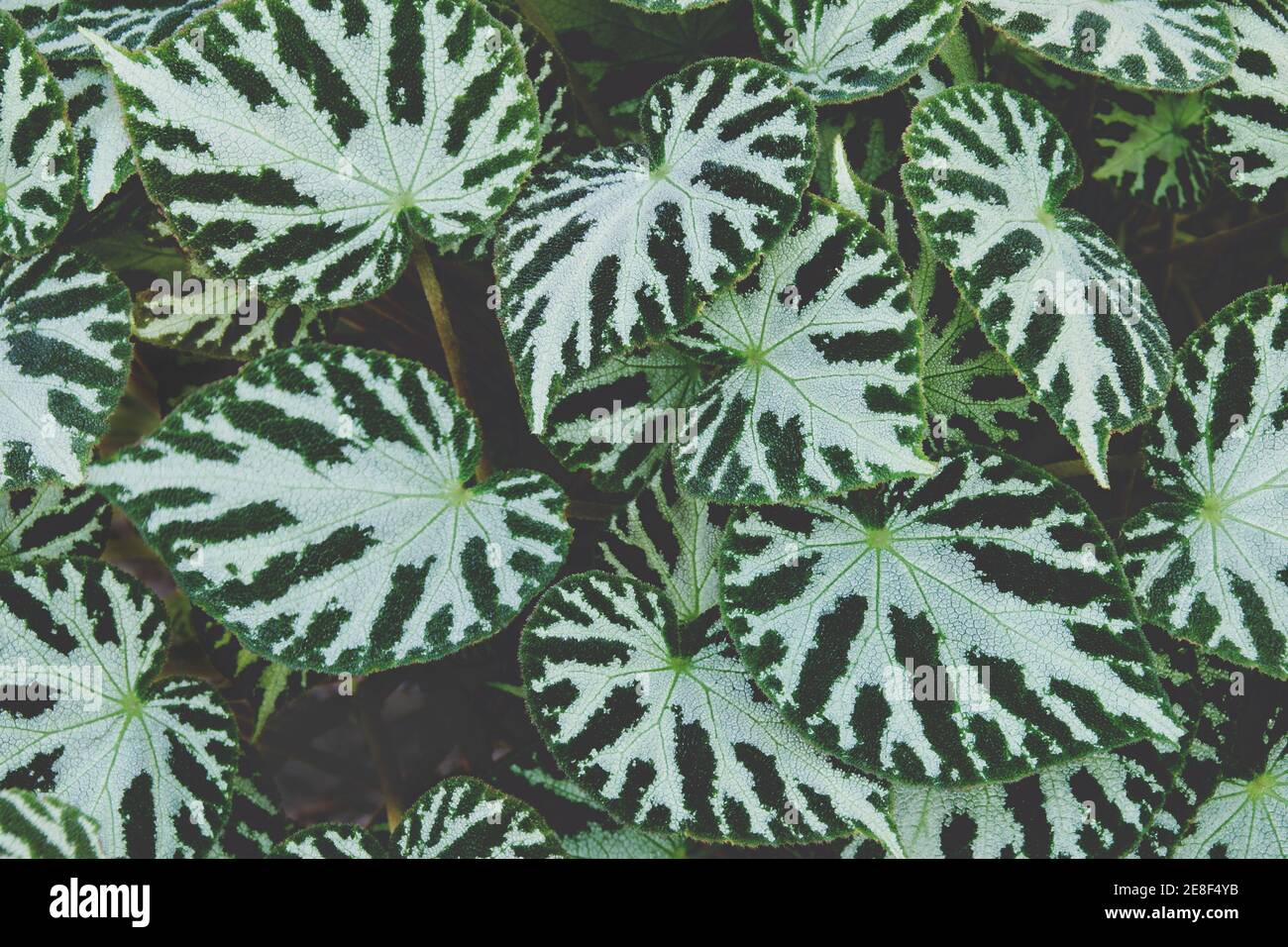 Beautiful Foliage Leaves of Begonia Plant as Natural Background Stock ...