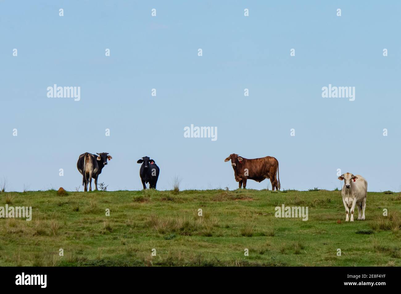 Bos indicus hi-res stock photography and images - Alamy
