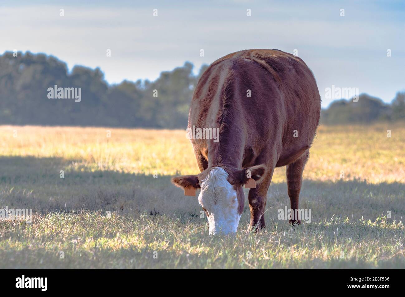 Cattle grazing low grass hi-res stock photography and images - Alamy