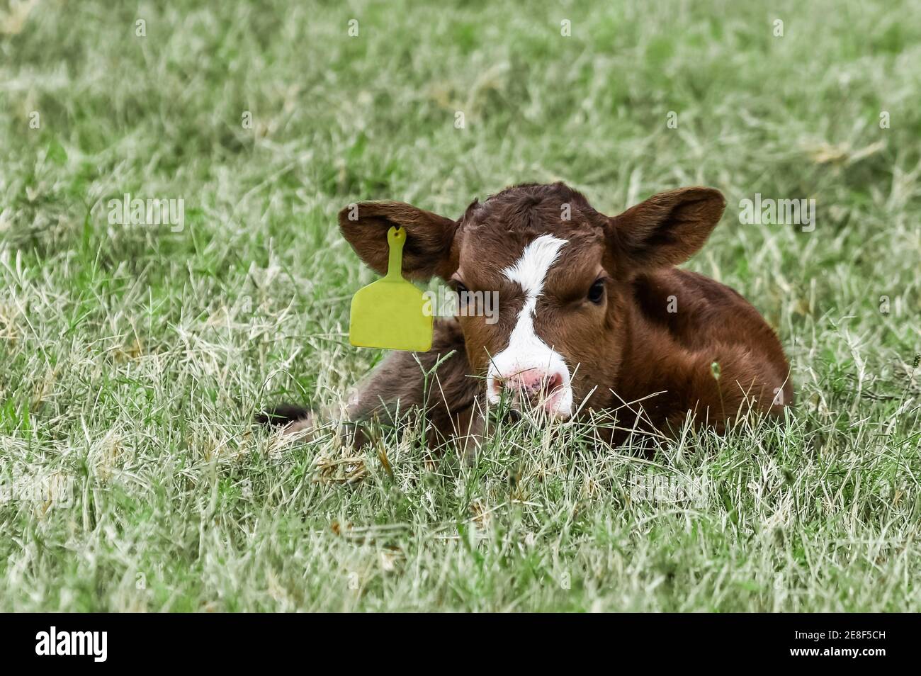 Calf Laying High Resolution Stock Photography and Images - Alamy
