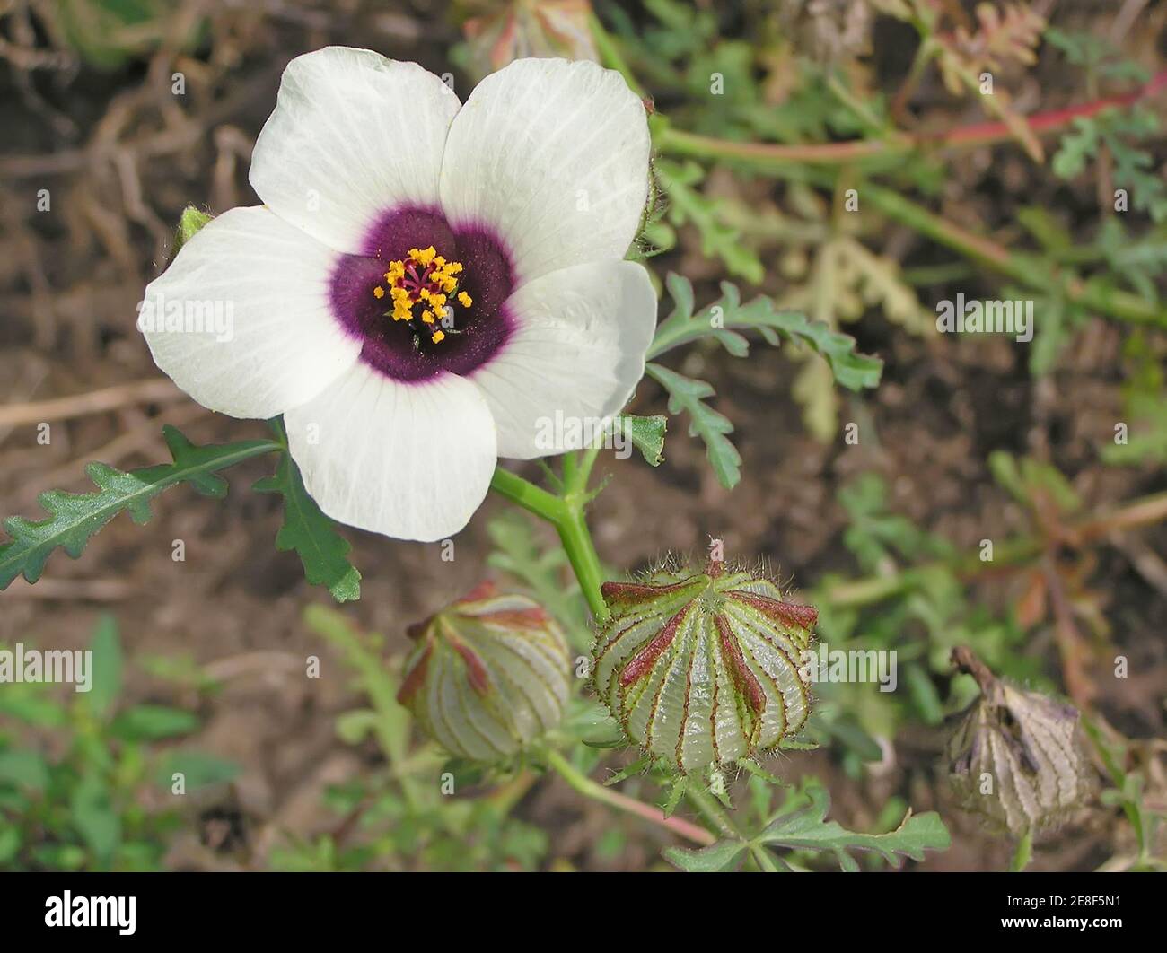 wild watermelon seedlings, a kind of Malvaceae Hibiscus plants Stock ...