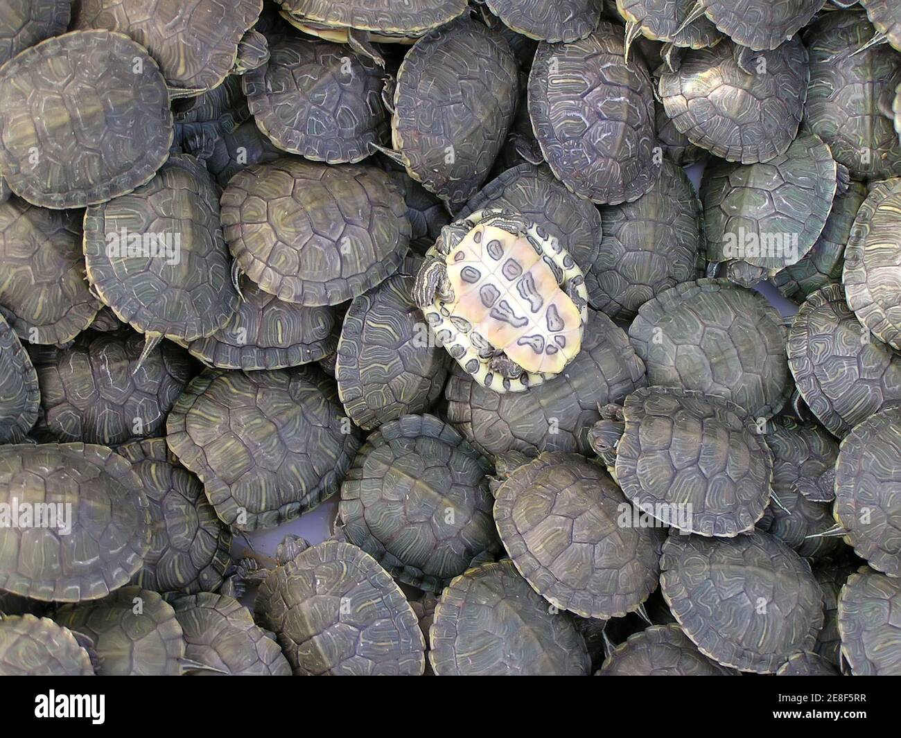 Crustaceans turtles hi-res stock photography and images - Alamy