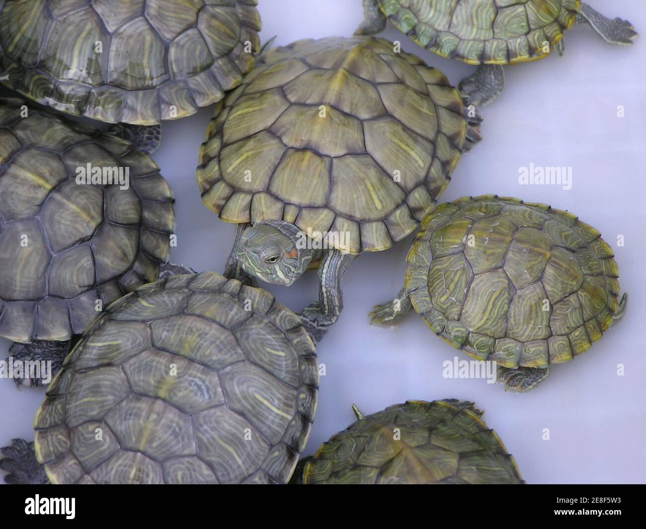 a red-eared turtle, a cute animal Stock Photo - Alamy