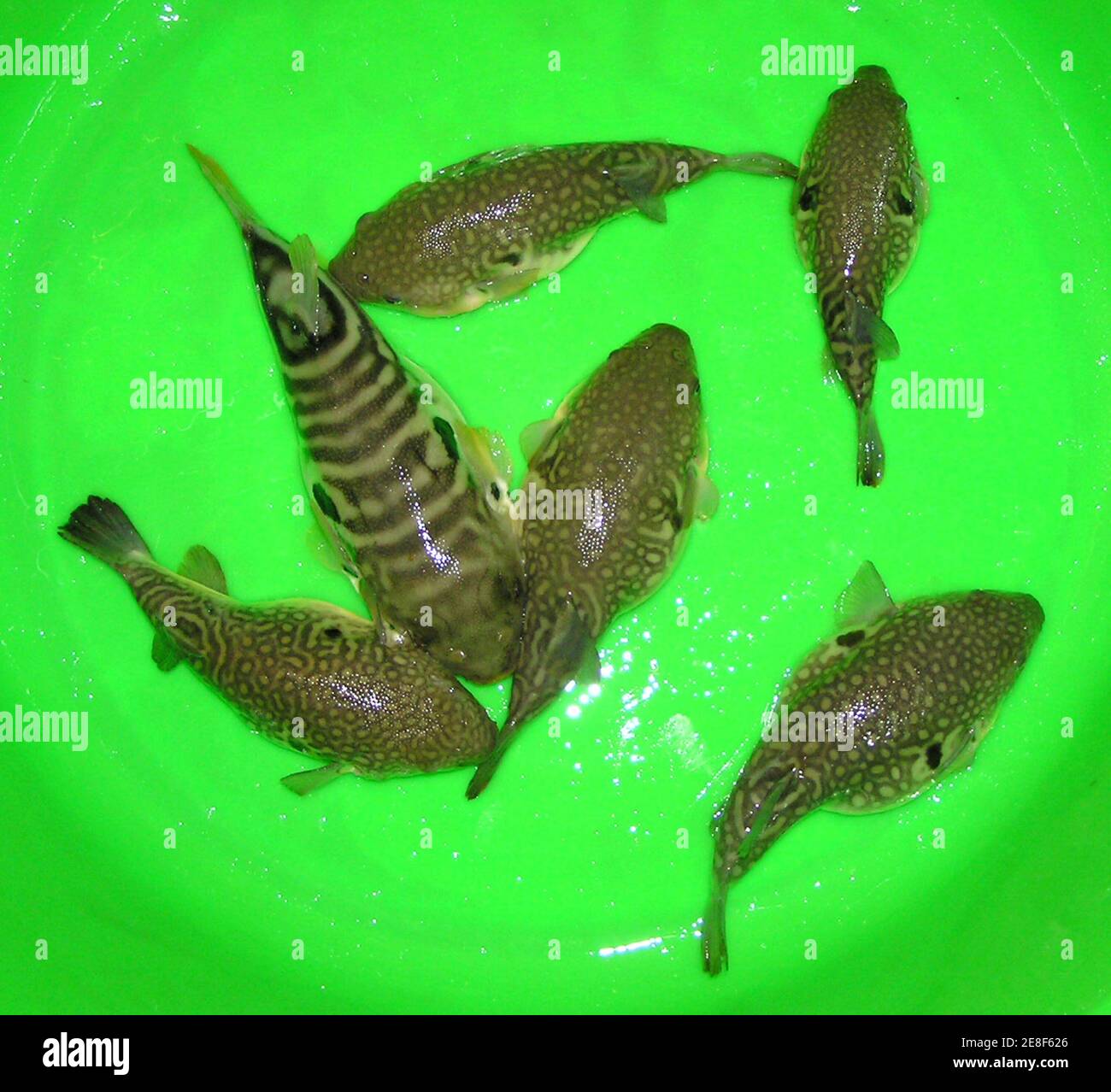 Fugu skin hi-res stock photography and images - Alamy