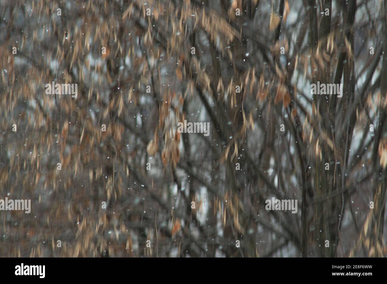 Snow falling with motion blur and broen autumn leafs behind Stock Photo ...