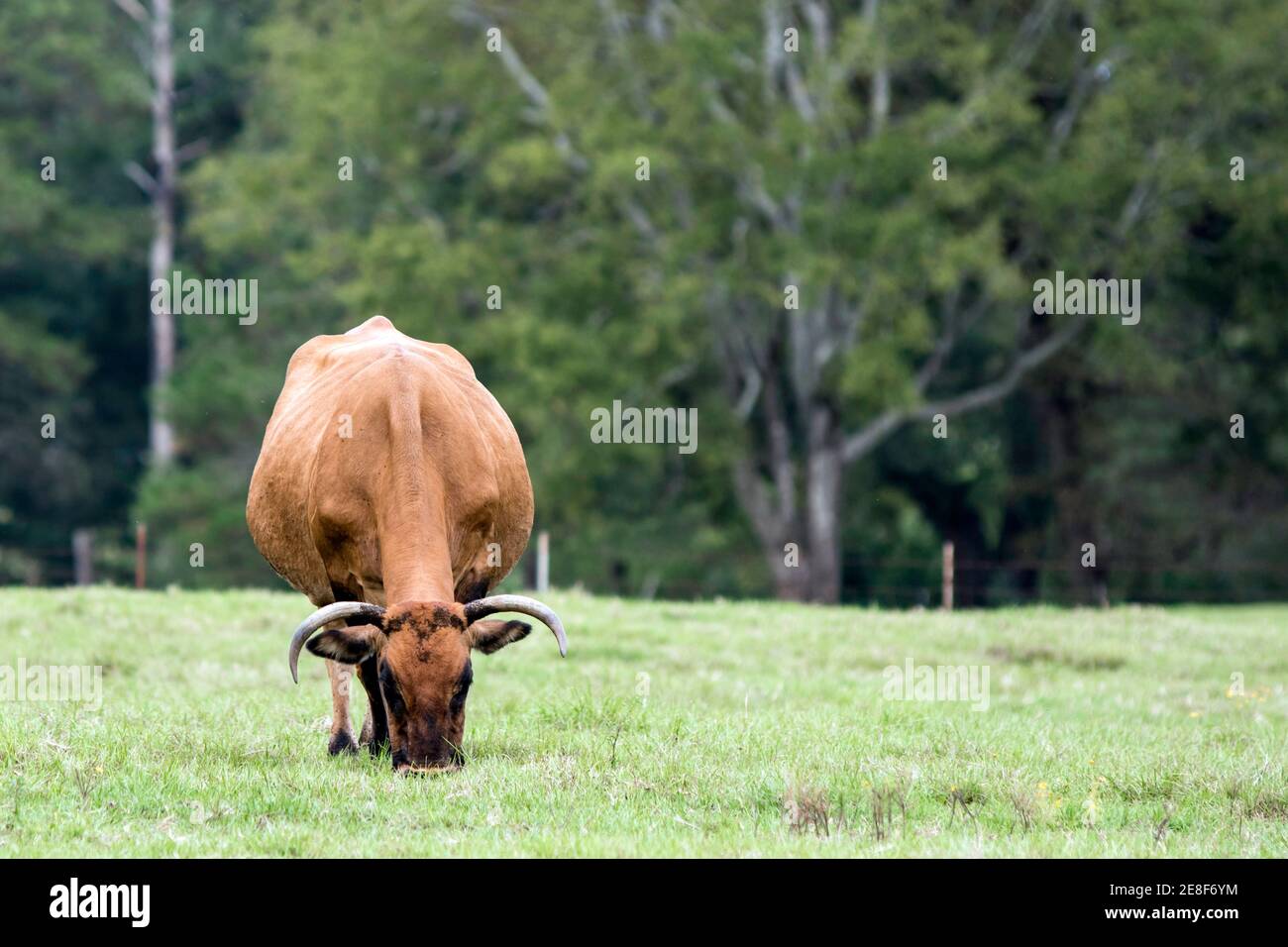 Horned ruminants hi-res stock photography and images - Alamy