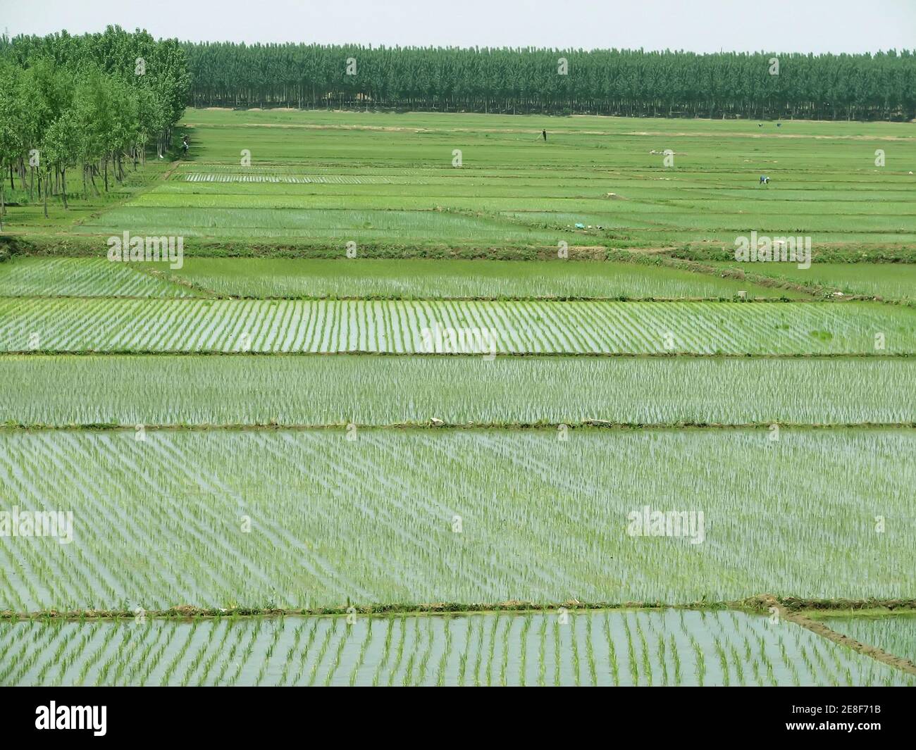 Paddy field scenery in the North China Plain Stock Photo - Alamy