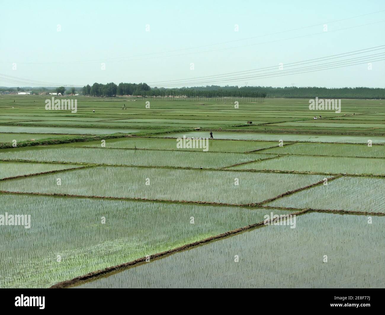 Paddy field scenery in the North China Plain Stock Photo - Alamy